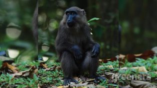 Macaca Maura, Kera Hitam Sulawesi yang Semakin Langka