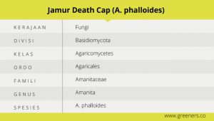 Amanita Phalloides Alias Death Cap, Jamur Beracun yang Mematikan