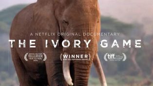 The Ivory Game, Kisah Kelam Perdagangan Gading Gajah - Greeners.Co