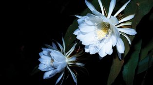 Bunga Wijaya Kusuma, Dianggap Mistis Meski Kaya Manfaat