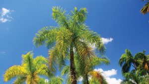 Palem Raja, Kelompok Pohon Tropis yang Tumbuh Menjulang