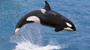 Paus Orca, Predator Puncak dengan Jiwa Sosial Tinggi