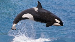 Paus Orca, Predator Puncak dengan Jiwa Sosial Tinggi