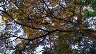 Pohon Bayur, Penghasil Kayu Berkualitas Pengganti Jati