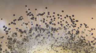 Rhizopus Stolonifera, Spesies Jamur yang Tumbuh pada Roti