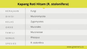 Rhizopus Stolonifera, Spesies Jamur yang Tumbuh pada Roti