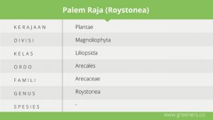 Palem Raja, Kelompok Pohon Tropis yang Tumbuh Menjulang