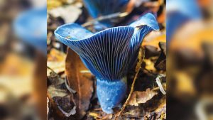 Lactarius Indigo, Selain Indah Jamur Biru Ini Juga Nikmat