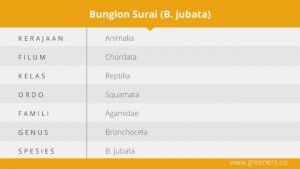 Bunglon Surai, Si Hijau Lincah yang Mampu Berubah Warna