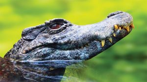 Buaya Caiman Hitam, Predator Terbesar di Lembah Amazon