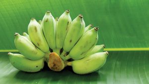 Musa Ingens, Pohon Pisang Papua Terbesar di Dunia