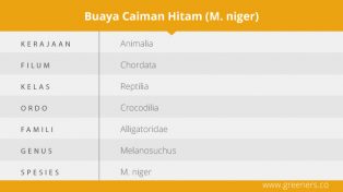 Buaya Caiman Hitam, Predator Terbesar di Lembah Amazon