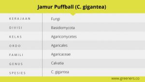Jamur Puffball, Cendawan Bulat Seukuran Bola Sepak