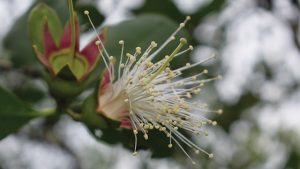 Pidada Putih, Maskot Hari Cinta Puspa & Satwa Nasional 2021