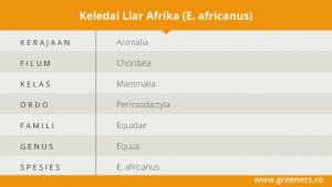 Keledai Liar Afrika, Spesies Kuda Gurun yang Makin Langka