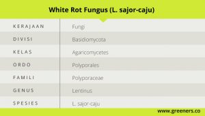White Rot Fungus, Spesies Jamur Lentinus yang Berkhasiat