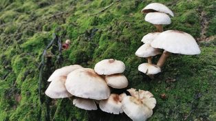 White Rot Fungus, Spesies Jamur Lentinus yang Berkhasiat