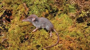 14 Jenis Baru Cecurut di Sulawesi Jadi Temuan Spektakuler