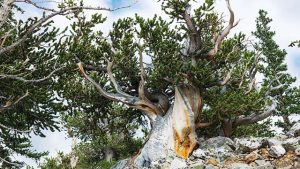 Pinus Longaeva, Salah Satu Pohon Tertua di Dunia