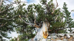 Pinus Longaeva, Salah Satu Pohon Tertua di Dunia