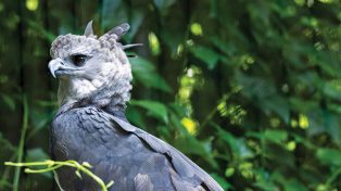 Elang Harpy, Burung yang Berbiak Setinggi Manusia Remaja
