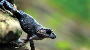 Katak Serasah, Amfibi Unik yang Berasal dari Pulau Jawa