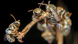 Apis Trigona, Spesies Lebah Madu Tanpa Sengat