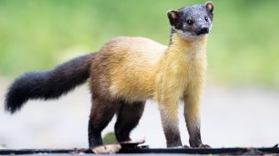 Musang Leher Kuning, Si Imut yang Ternyata Cukup Ganas