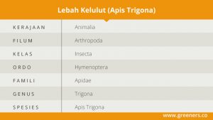 Apis Trigona, Spesies Lebah Madu Tanpa Sengat