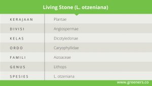 Lithops, “Batu” Hias yang Dapat Menghasilkan Bunga Indah - Greeners.Co