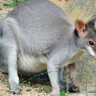 Walabi Papua, Sepupu Kanguru yang Rentan Diburu - Greeners.Co