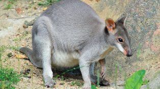 Walabi Abu, Spesies Kanguru Papua yang Terancam Punah