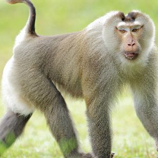 Edukasi Primata, Habitat Primata Adalah di Alam - Greeners.Co