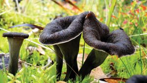 Jamur Terompet Hitam, Fungi Edible yang Sarat Manfaat - Greeners.Co