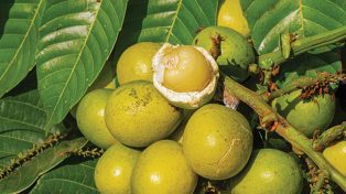 Pohon Matoa, Kekayaan Hayati Papua yang Wajib Dijaga