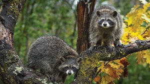 Rakun, Si Wajah Bertopeng yang Ternyata Cerdas - Greeners.Co