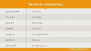 Beruk, Primata Cerdas Penghuni Hutan Asia Tenggara - Greeners.Co