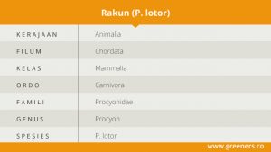 Rakun, Si Wajah Bertopeng yang Ternyata Cerdas - Greeners.Co