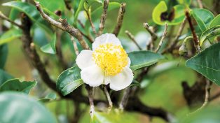 Tanaman Teh, Flora Budi Daya Legendaris yang Berkhasiat