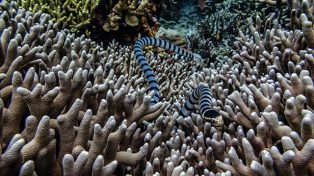 Ular Erabu Kuning, Reptil Laut yang Dianggap Sakral