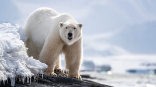 Beruang Kutub, Salah Satu Mamalia Terbesar di Dunia