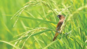 Burung Bondol Peking, Musuh Petani yang Punya Corak Indah