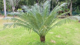 Pakis Haji, Tanaman Hias Unik yang Makin Langka