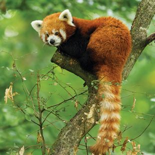 Rakun, Si Wajah Bertopeng yang Ternyata Cerdas - Greeners.Co