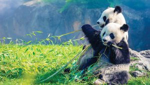 Panda Raksasa, Si Mata Hitam yang Doyan Makan