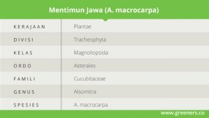 Alsomitra Macrocarpa, Sayapnya Menginspirasi Aviasi Dunia