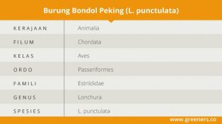 Burung Bondol Peking, Musuh Petani yang Punya Corak Indah