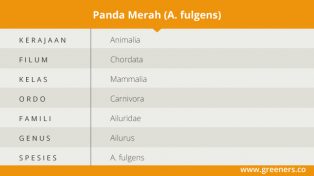 Panda Merah, Kerabat Rakun Berwajah Menggemaskan