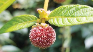 Uncaria Nervosa, Kerabat Gambir yang Berpotensi Sebagai Antikanker