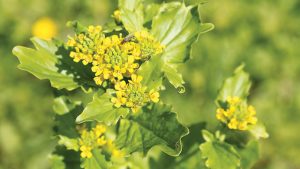 Barbarea Stricta, Tumbuhan Berbatang Tegak dari Utara